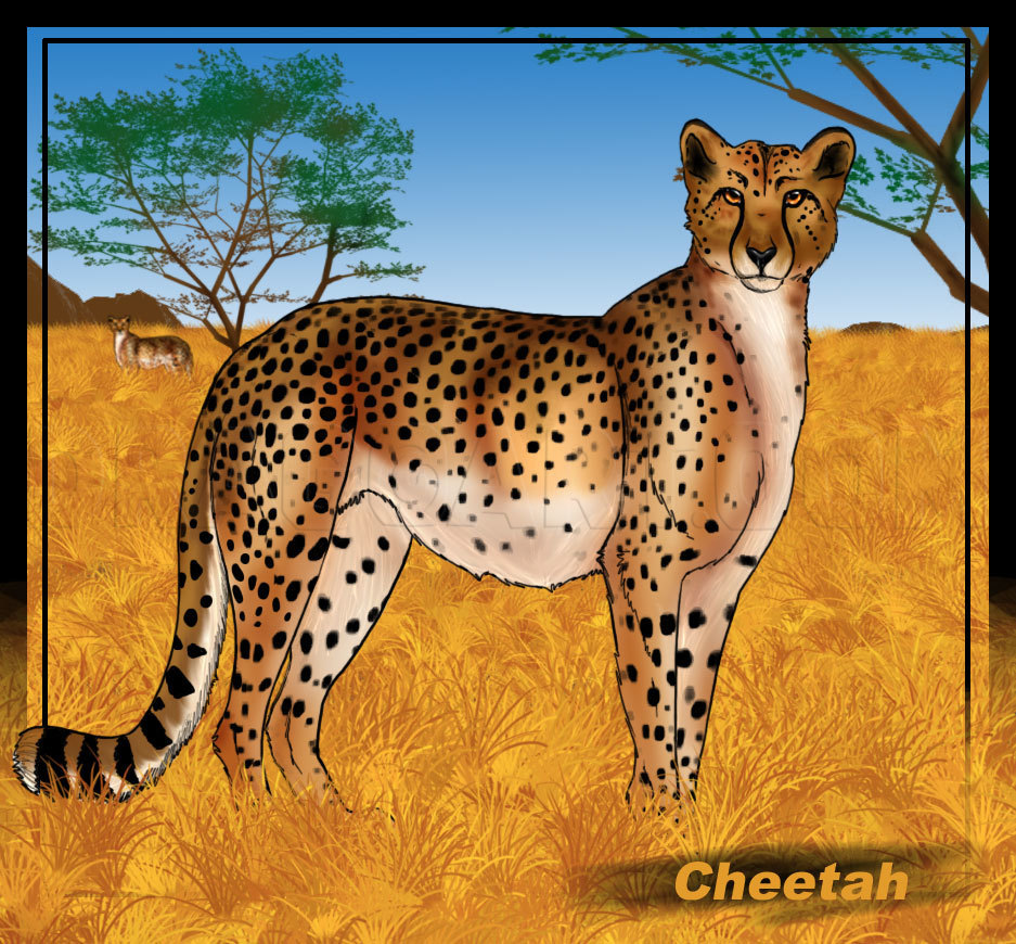 How To Draw A Cheetah Step By Step Drawing Guide By Dawn DragoArt