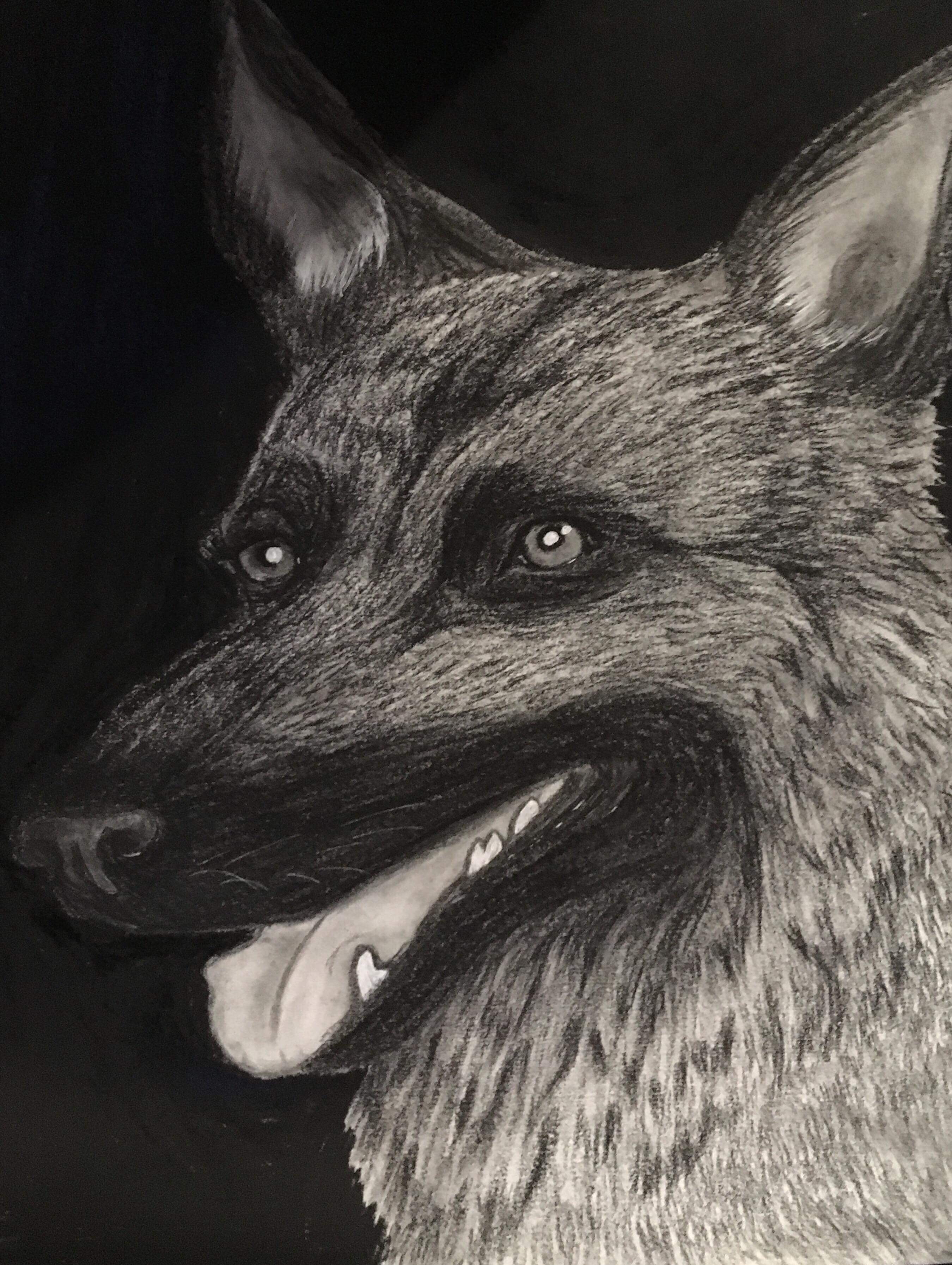 Dog Drawing by MagiciansArt - DragoArt