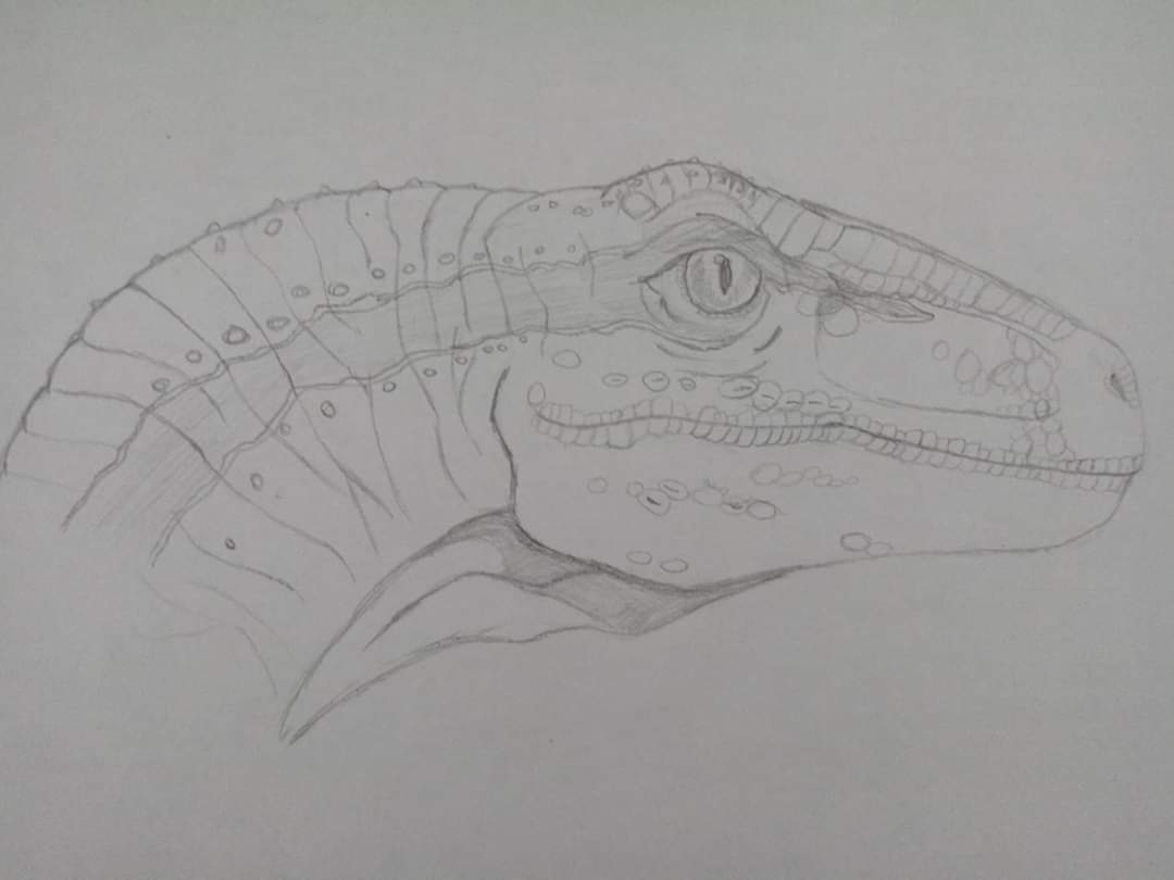 Jurassic World Blue (head) Drawing by Tyrannos799 - DragoArt