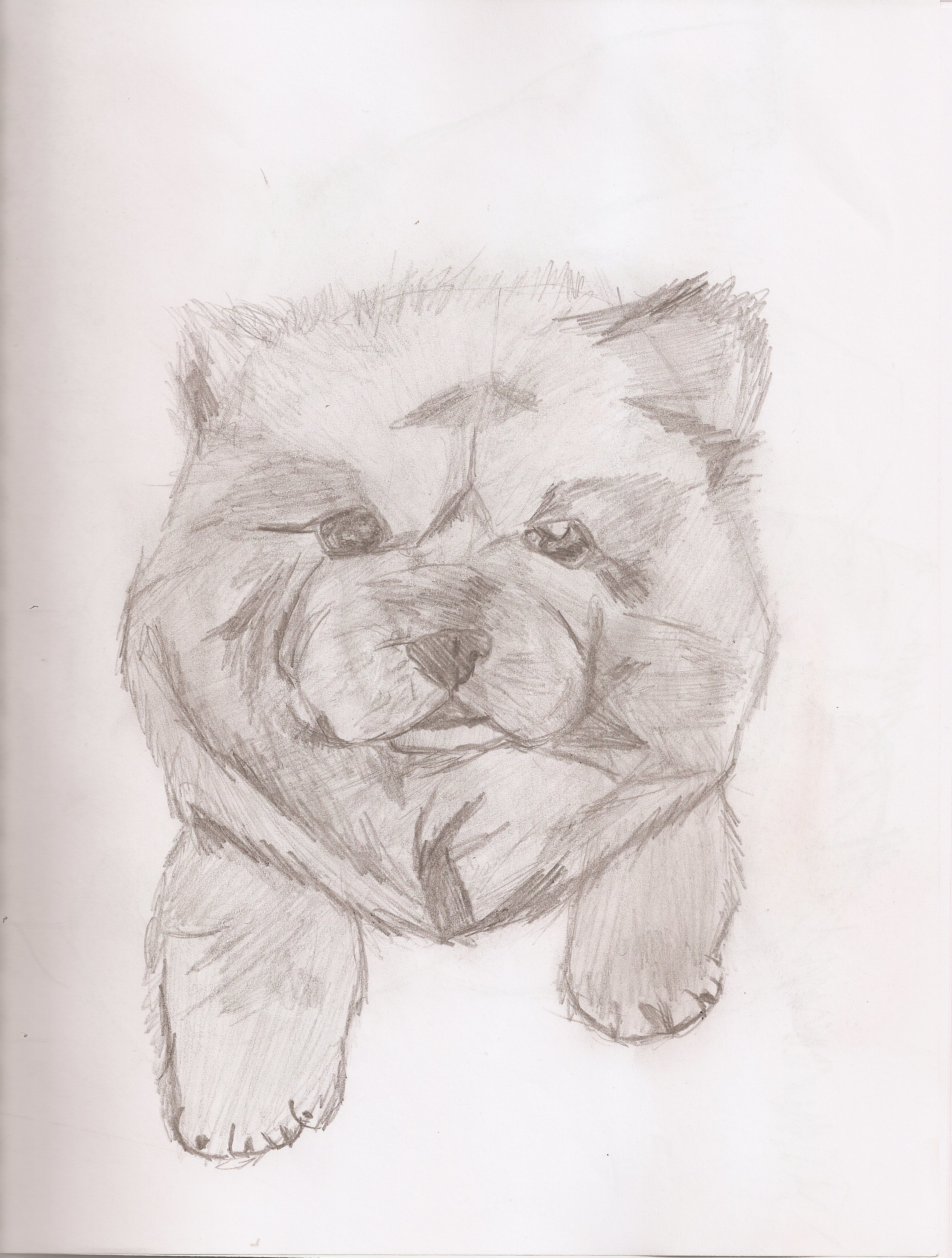 Chow Chow Puppy Drawing by ihasakarot - DragoArt