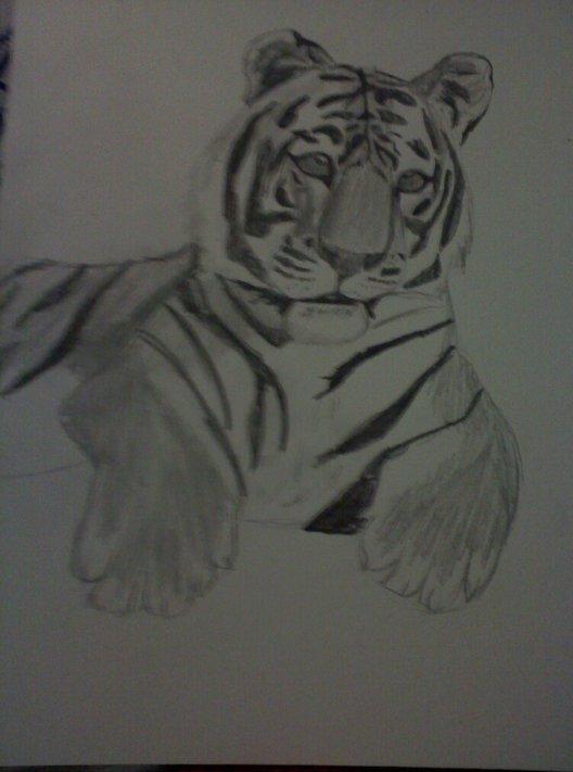 Tiger Drawing by ihasakarot - DragoArt