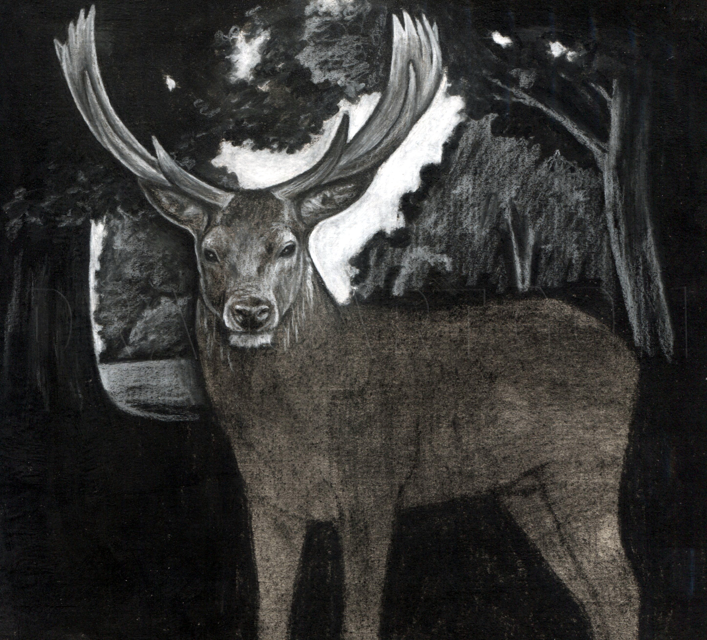 How To Draw A Stag Deer Stag Step By Step Drawing Guide By 