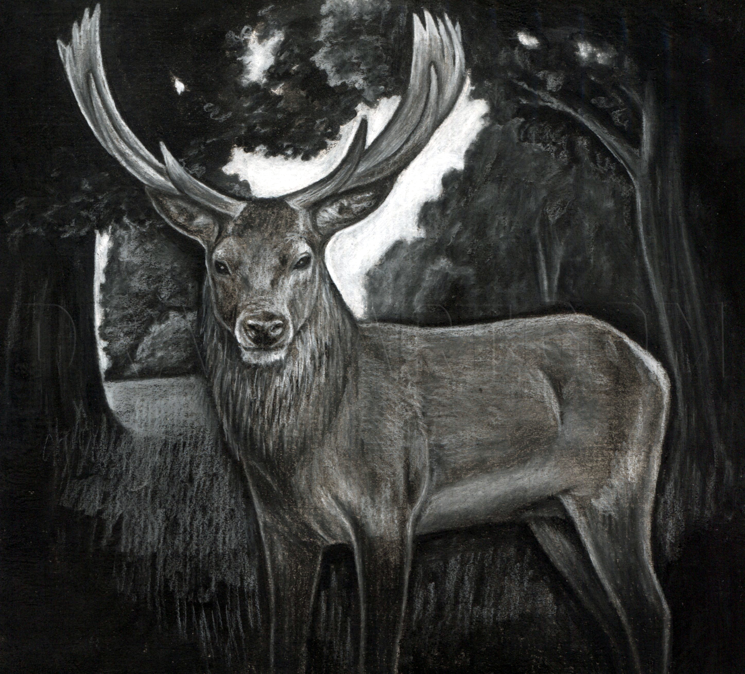 How To Draw A Stag Deer Stag Step By Step Drawing Guide By 