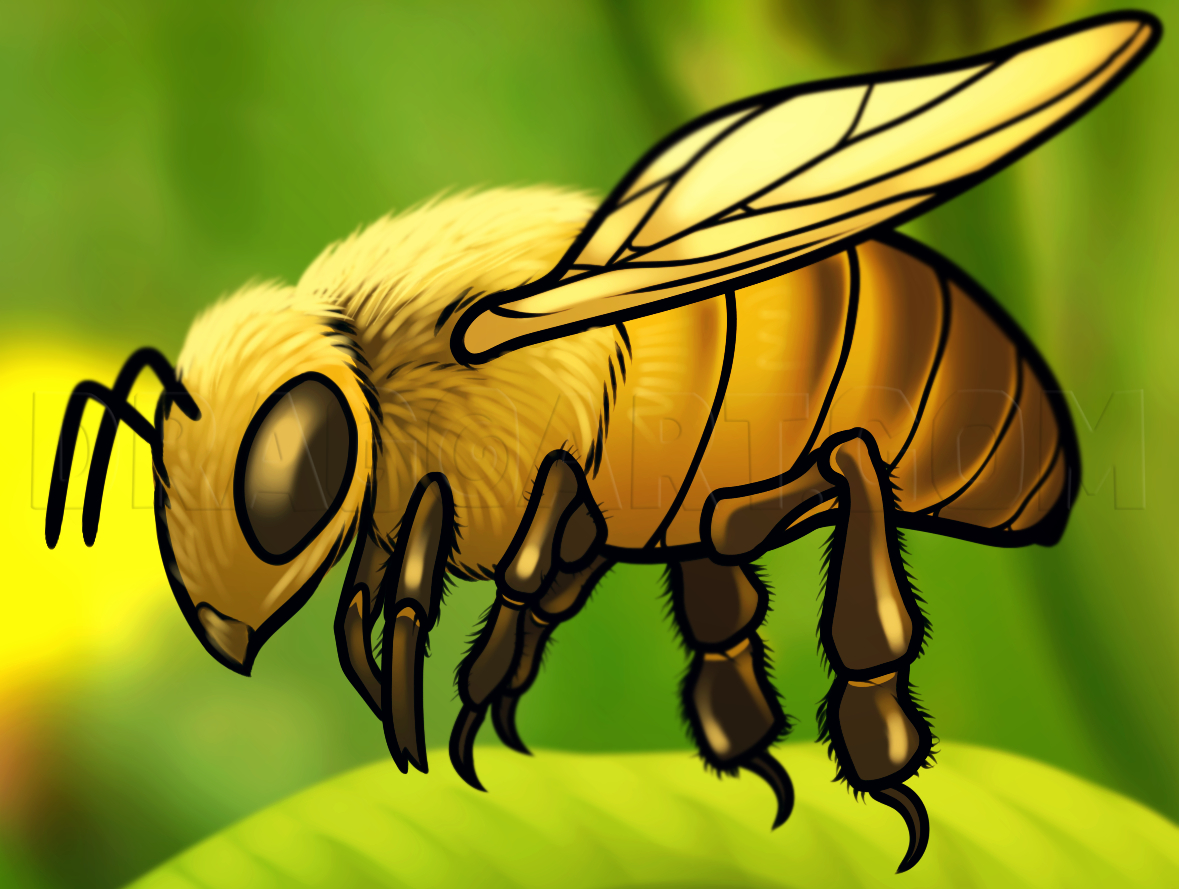 How To Draw A Honey Bee Step By Step Drawing Guide By Dawn DragoArt