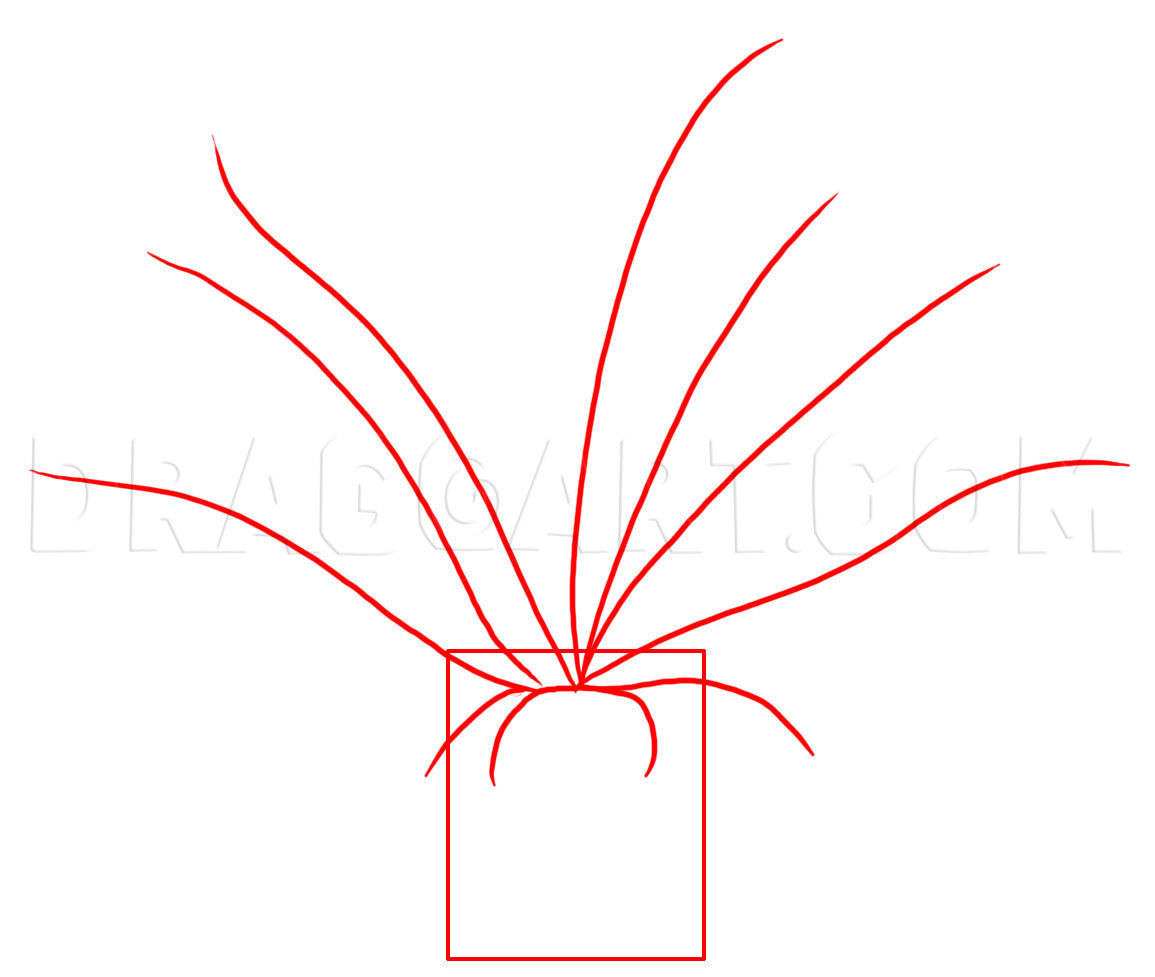 How To Draw A Plant By Dawn Dragoart How To Draw A Plant By Dawn Dragoart