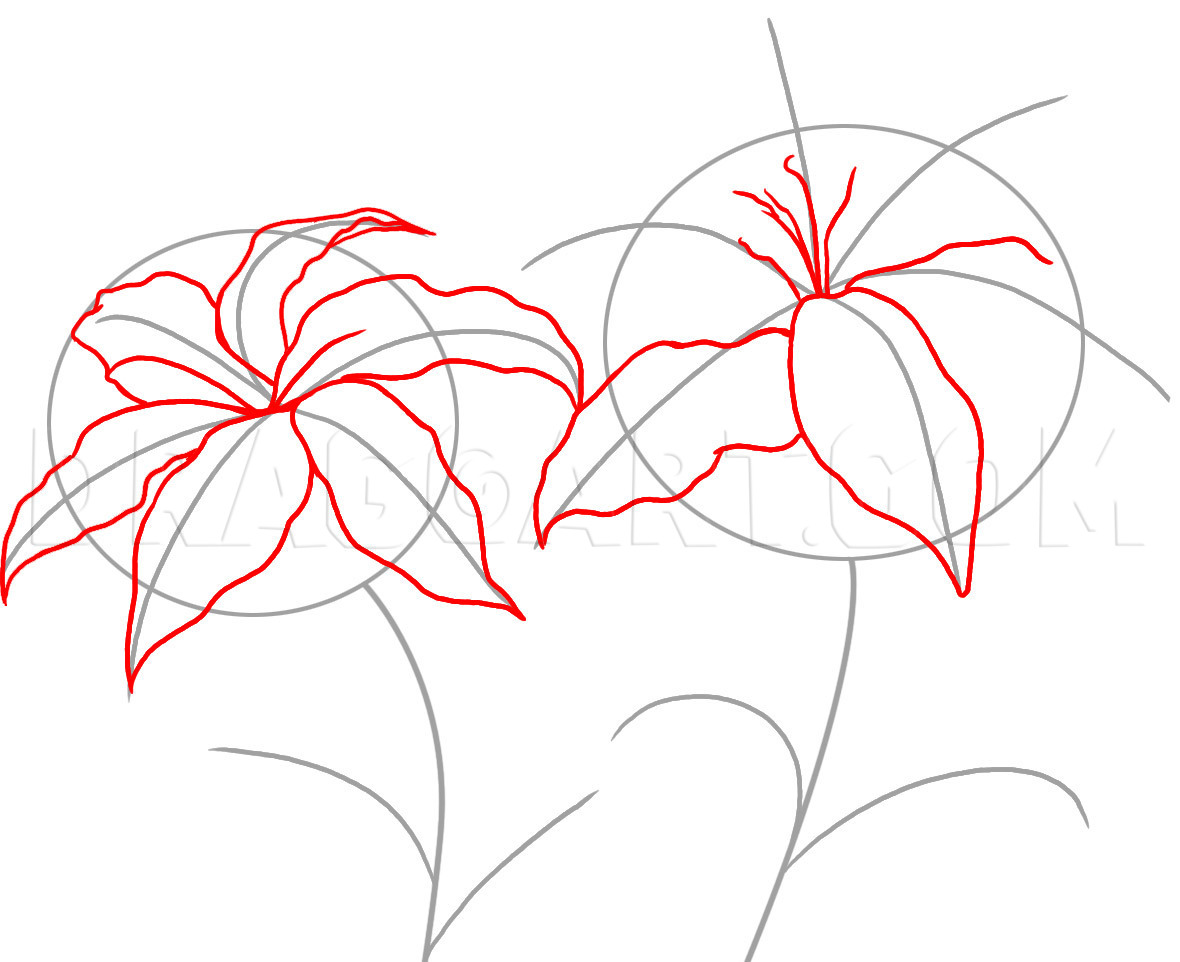 How To Draw Lilies By Dawn Dragoart
