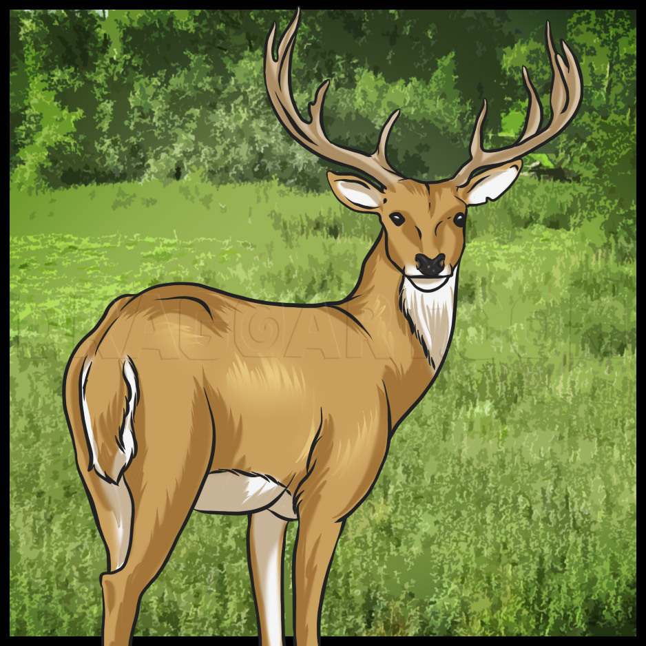 How To Draw A Deer Step By Step Drawing Guide By Dawn DragoArt How To Draw A Deer Step By Step Drawing Guide By Dawn DragoArt