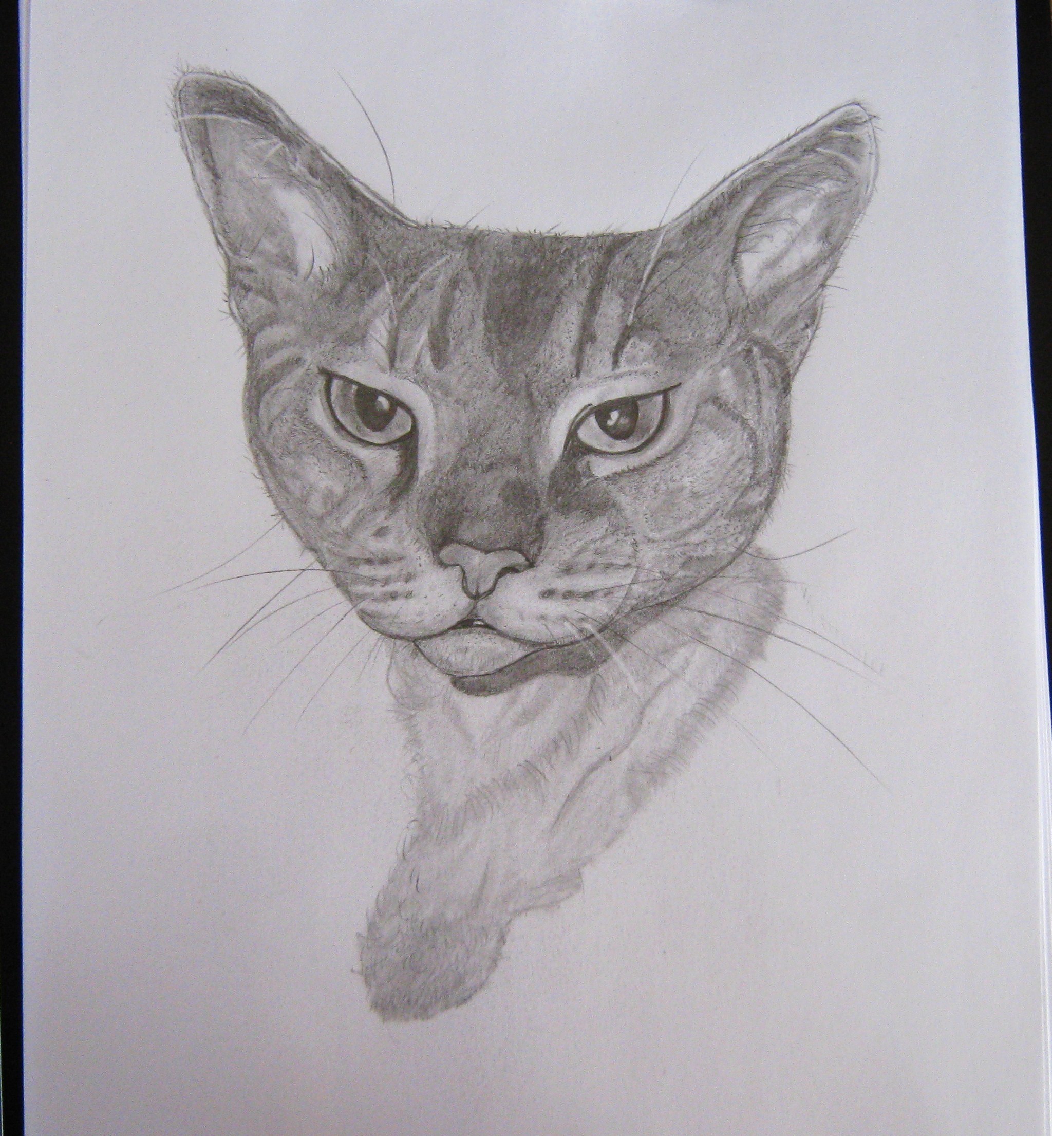 Devon Rex Drawing by sketchingkari - DragoArt