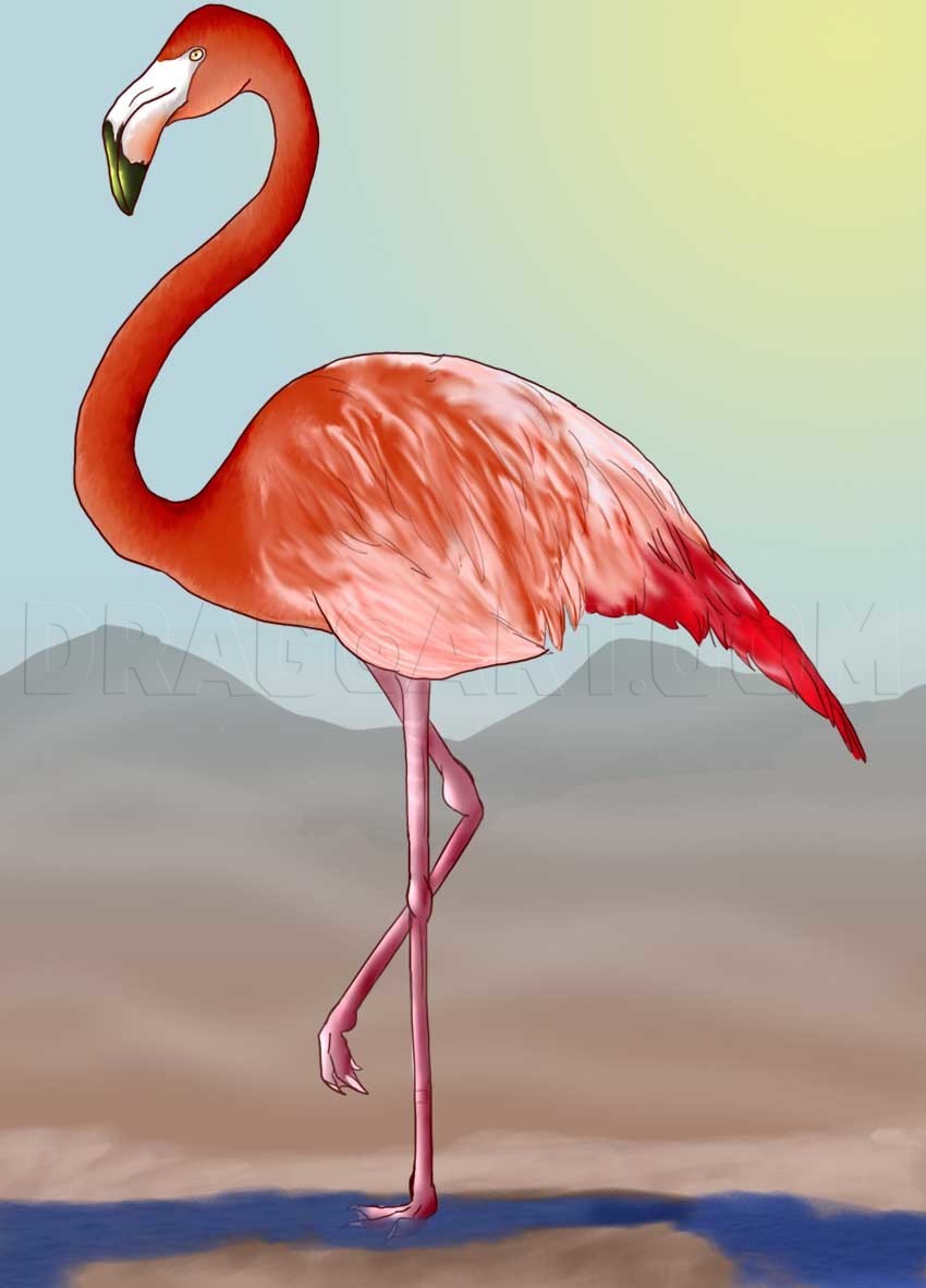 Flamingo Drawing Flamingo Drawing