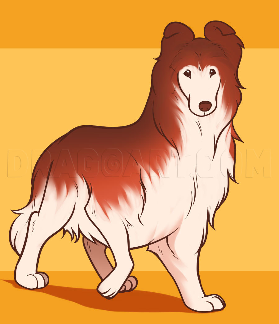 How To Draw A Collie Step By Step Drawing Guide By Dawn DragoArt