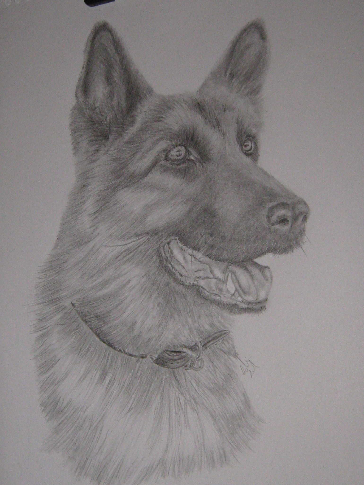 Dog In Graphite Drawing by sketchingkari - DragoArt
