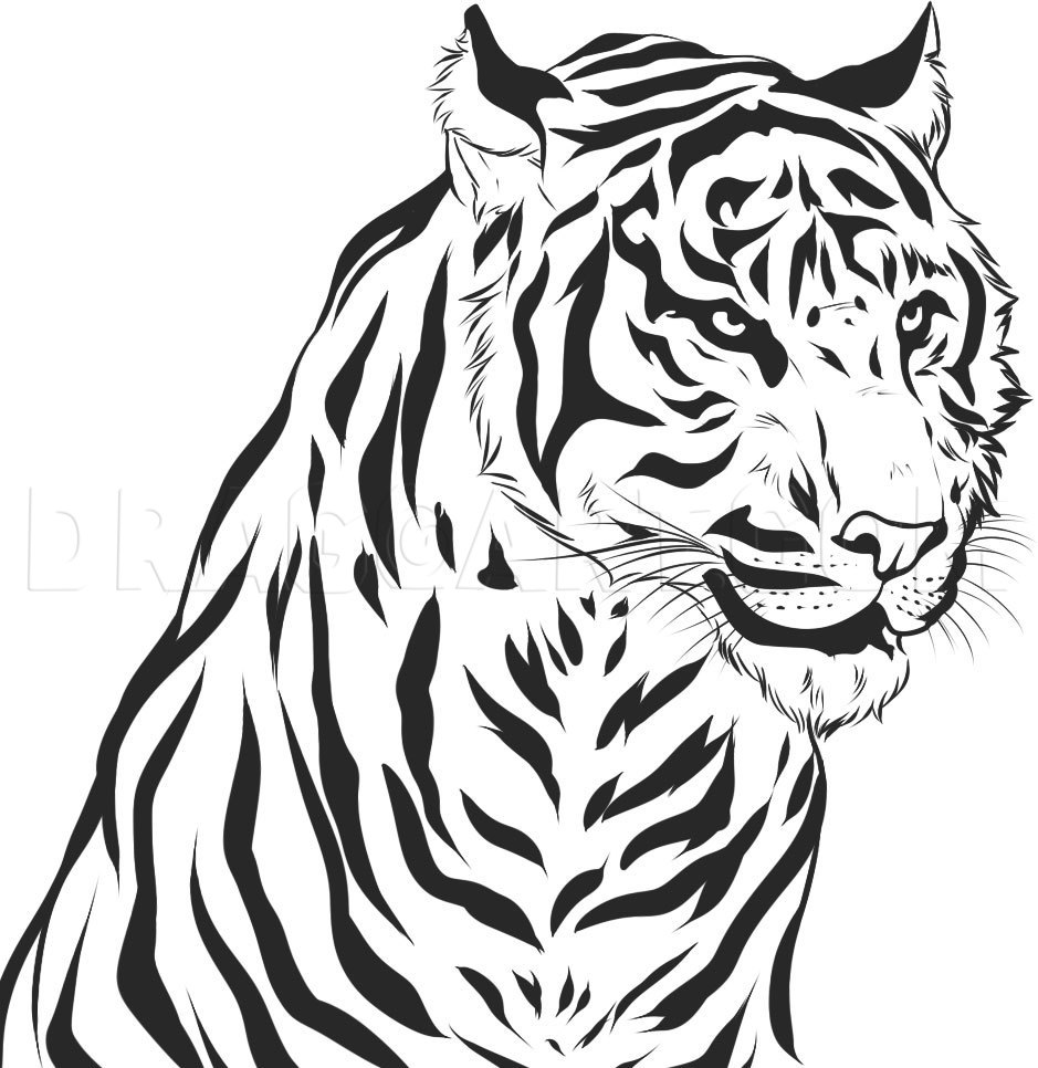 How To Draw A Realistic Tiger Draw Real Tiger Step By Step Drawing Guide By Dawn DragoArt