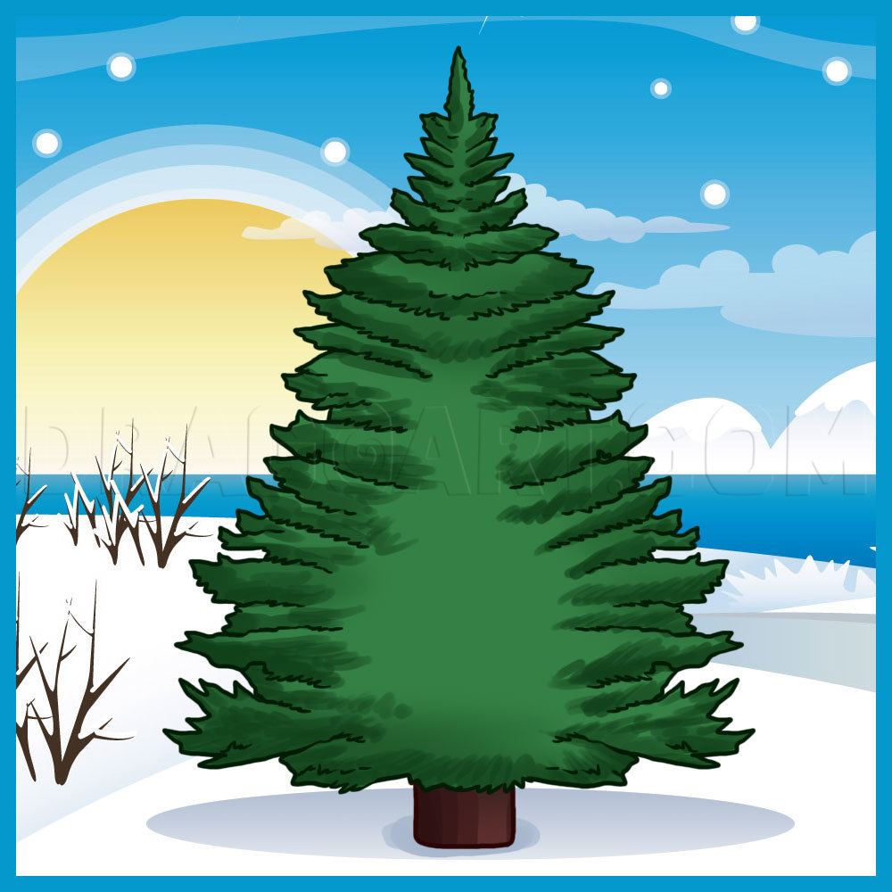  How To Draw A Pine Tree Step By Step Drawing Guide By Dawn DragoArt