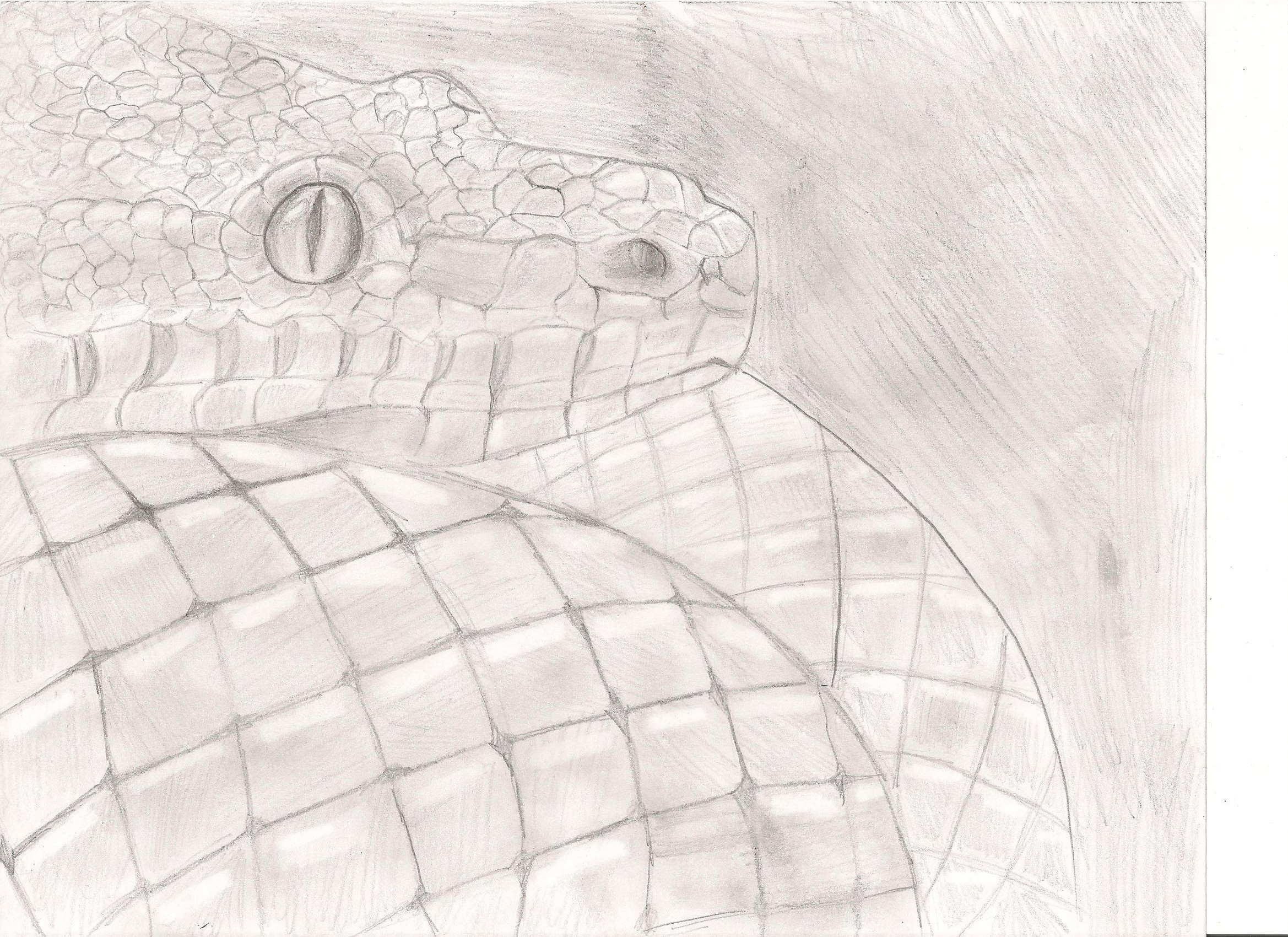 Realistic Snake Drawing by kayball9 - DragoArt
