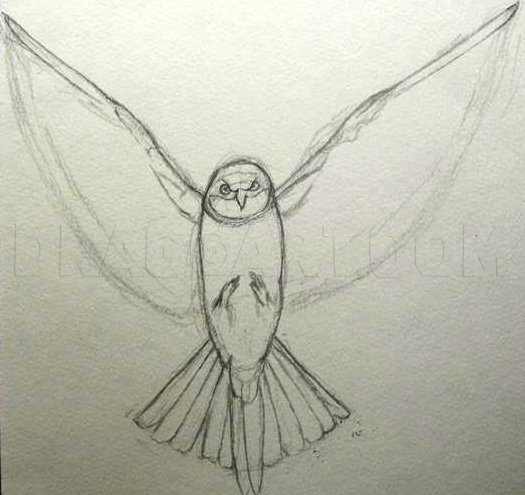 How To Draw A Realistic Bird Draw Real Bird Step By Step Drawing Guide By Finalprodigy 