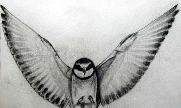 How To Draw A Realistic Bird Draw Real Bird Step By Step Drawing Guide By Finalprodigy 
