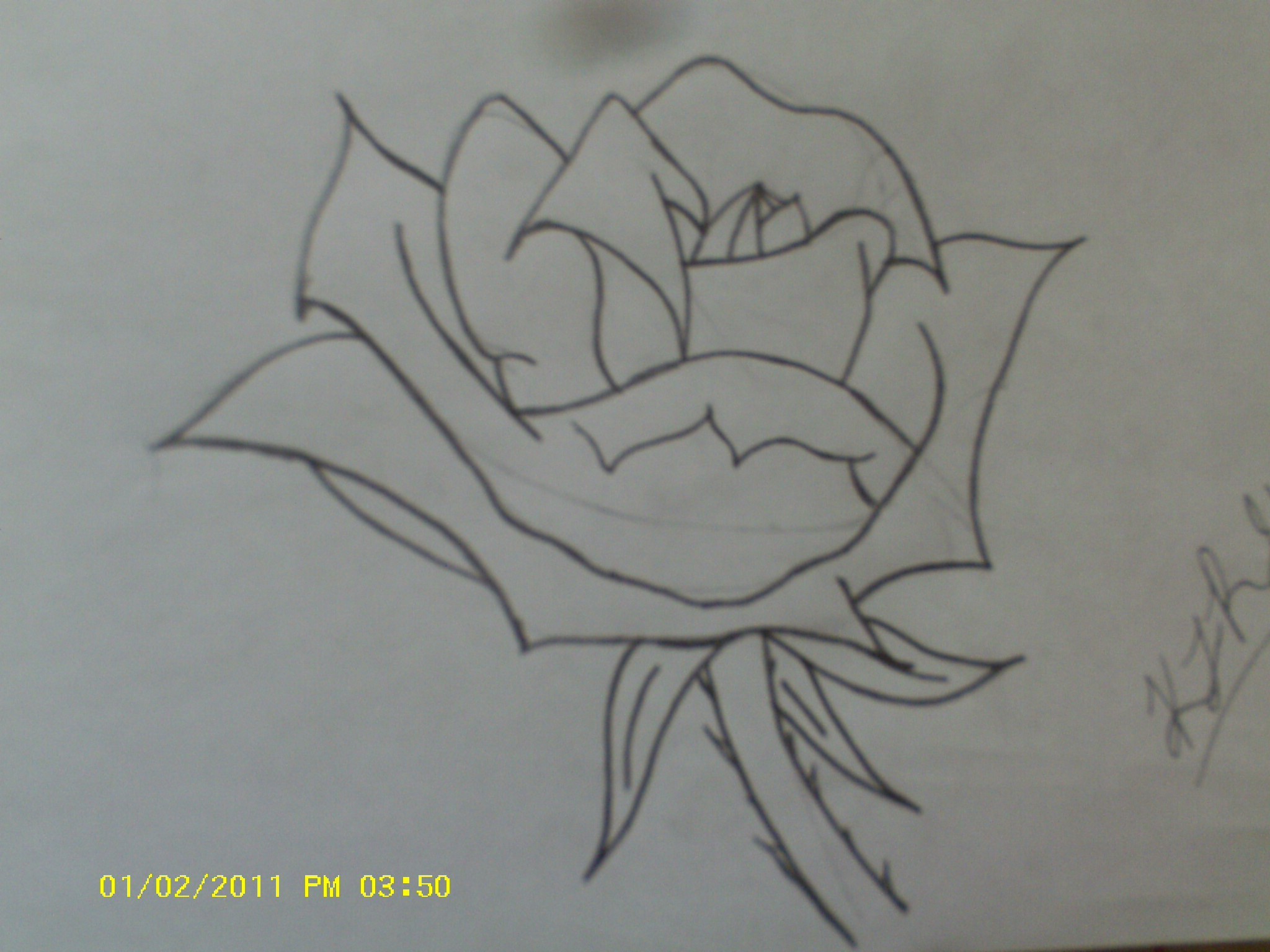 Blank Rose Drawing by TeamAlexander - DragoArt