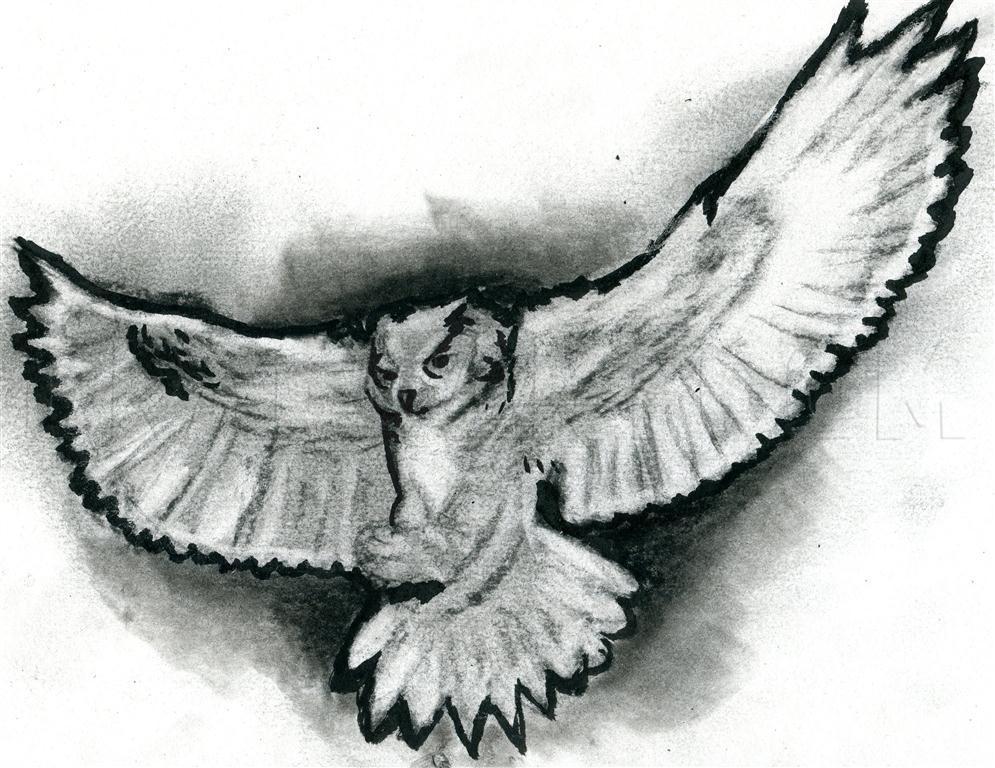How To Draw A Realistic Owl Draw A Real Owl Step By Step Drawing