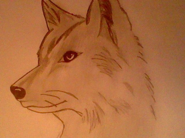 Timber Wolf Drawing by RosalinaX - DragoArt