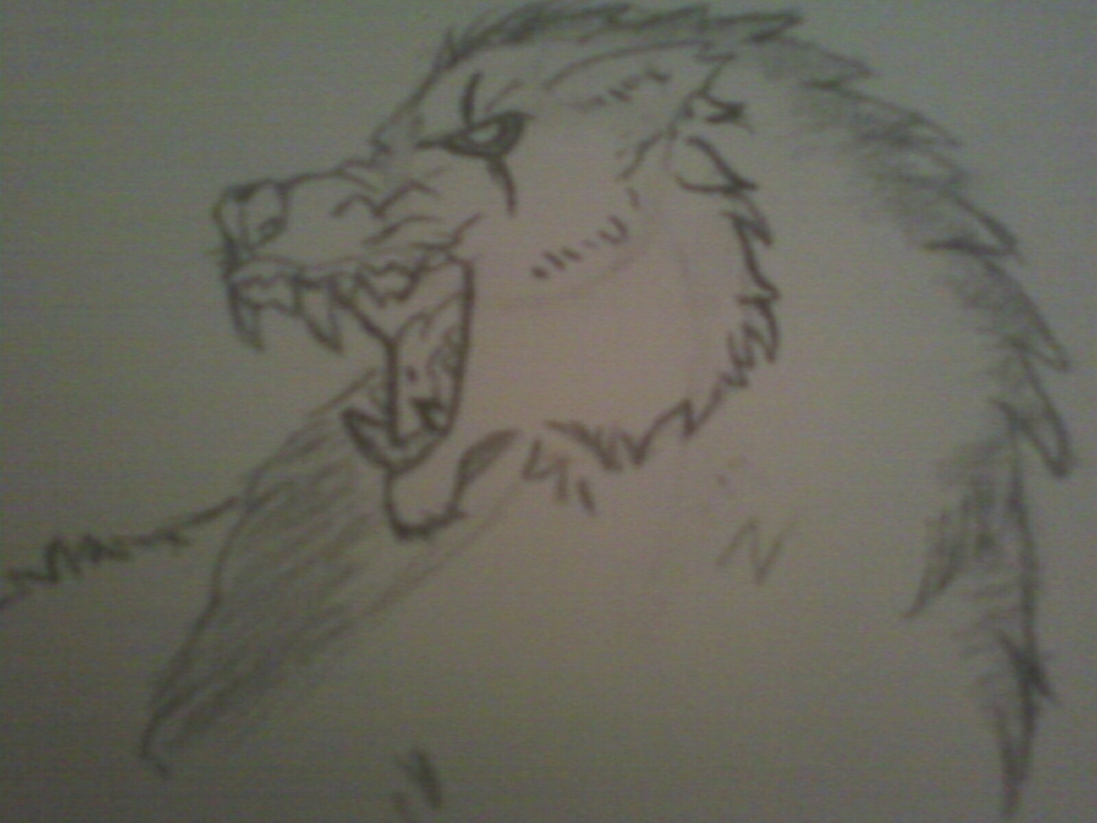 Angry Wolf Drawing by tadakatsu - DragoArt