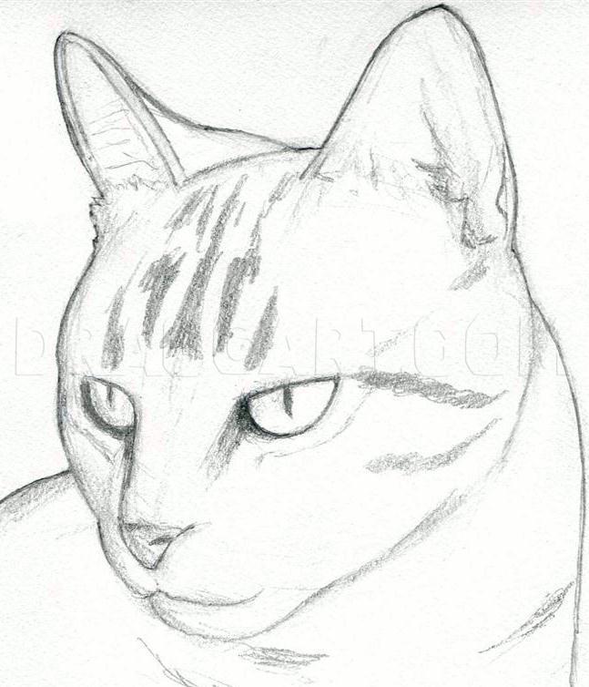 How To Draw A Cat Head Draw A Realistic Cat Step By Step Drawing How To Draw A Cat Head Draw A Realistic Cat Step By Step Drawing