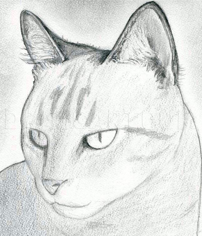 15 Best New Realistic Easy Sketch Cat Perangkat Sekolah