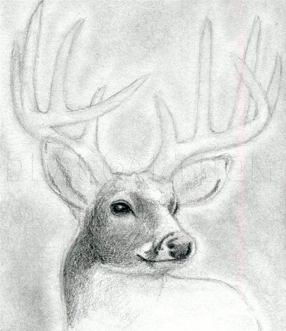 How To Draw A Deer Head Buck Dear Head Step By Step Drawing Guide How To Draw A Deer Head Buck Dear Head Step By Step Drawing Guide