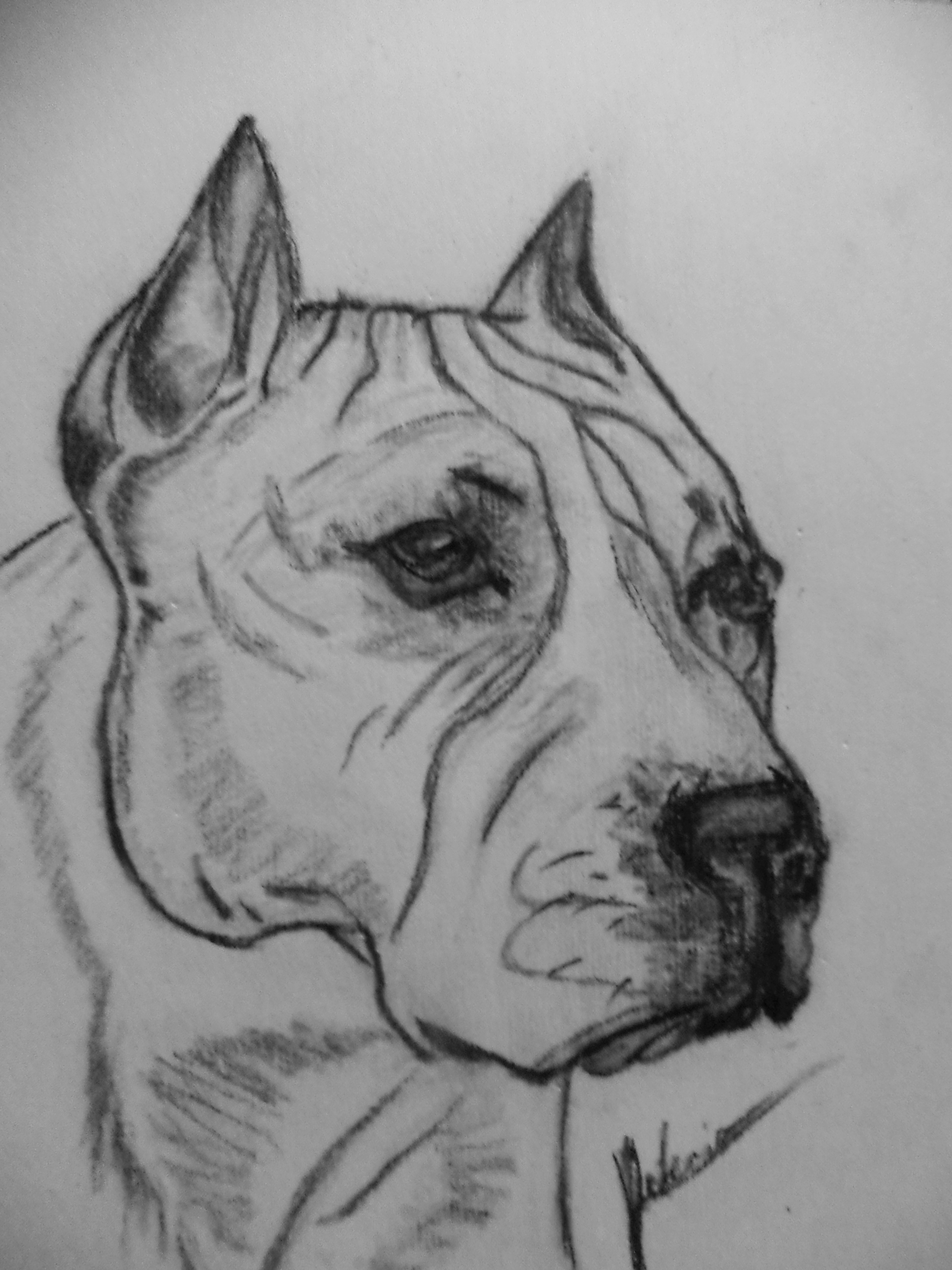 Amstaff Drawing by justtry - DragoArt