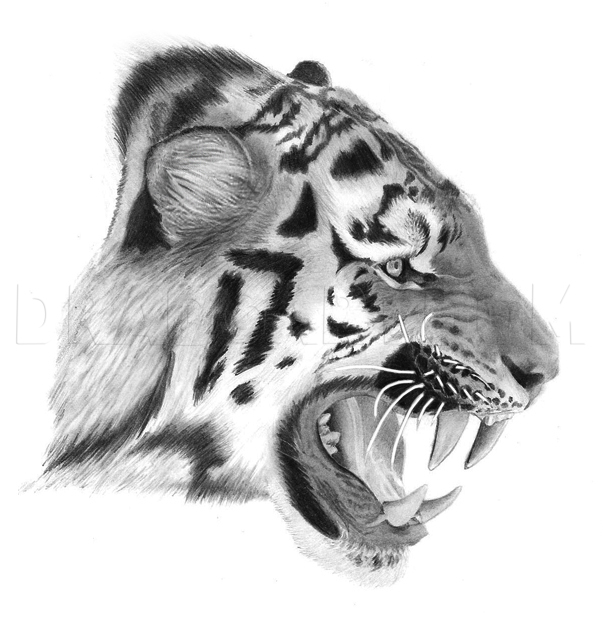 Realistic Tiger Drawing Eye Drawing Tutorial In Drawing And Painting Tutorials How To Draw 