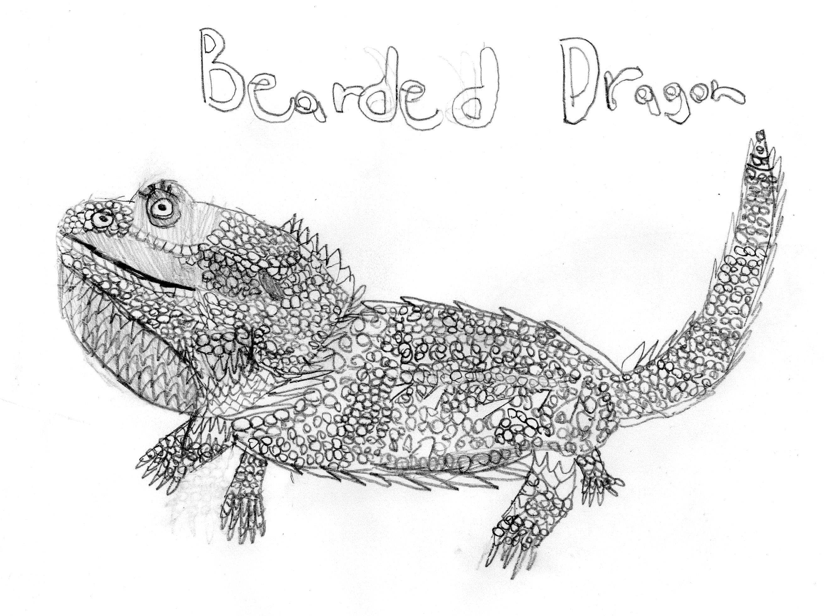 Bearded Dragon Drawing By DSwenson DragoArt