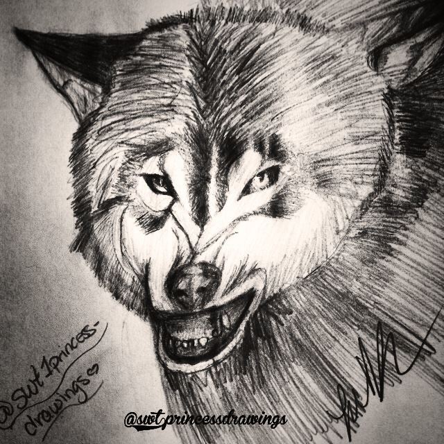 Wolf Drawing by swt1princess - DragoArt