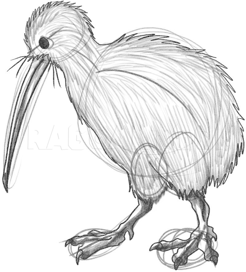 How To Draw A Kiwi Step By Step Drawing Guide By Dawn DragoArt