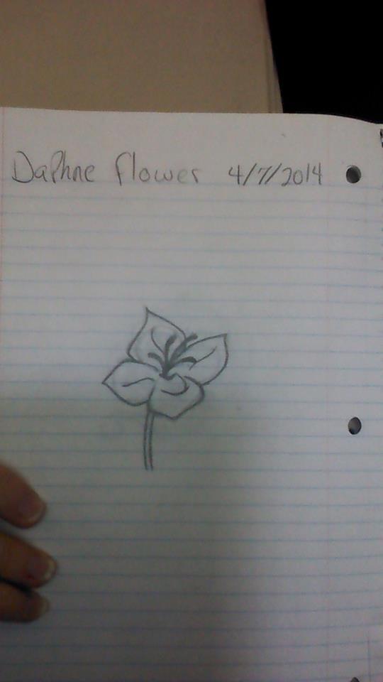 Daphne Flower Drawing by Manga_Lover98 | dragoart.com