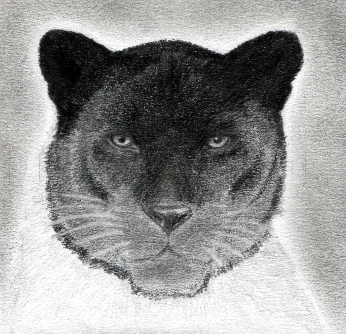 How To Draw A Black Panther Realistic Panther Step By Step Drawing How To Draw A Black Panther Realistic Panther Step By Step Drawing