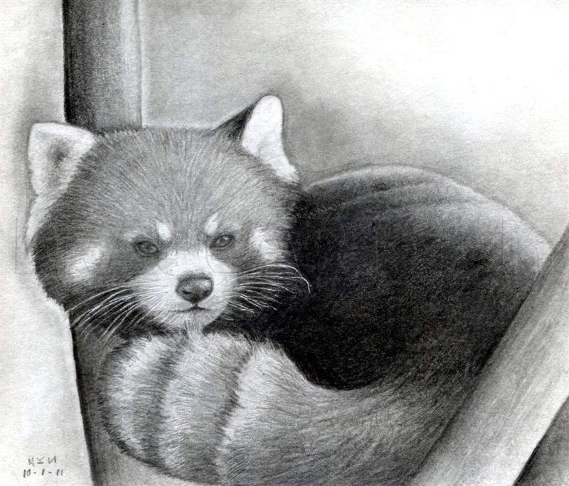 How To Draw A Red Panda Step By Step Drawing Guide By Finalprodigy DragoArt