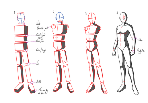 How To Draw Anatomy Step By Step Trending Difficulty Any How To Draw Anatomy Step By Step Trending Difficulty Any
