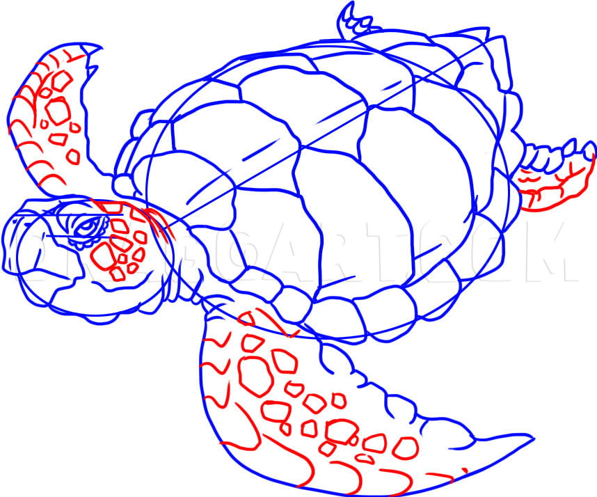 How To Draw A Turtle Step By Step Drawing Guide By Dawn DragoArt