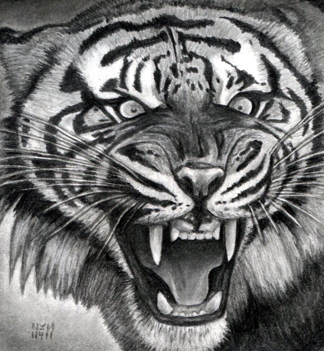 How To Draw A Roaring Tiger Step By Step Drawing Guide By Finalprodigy DragoArt