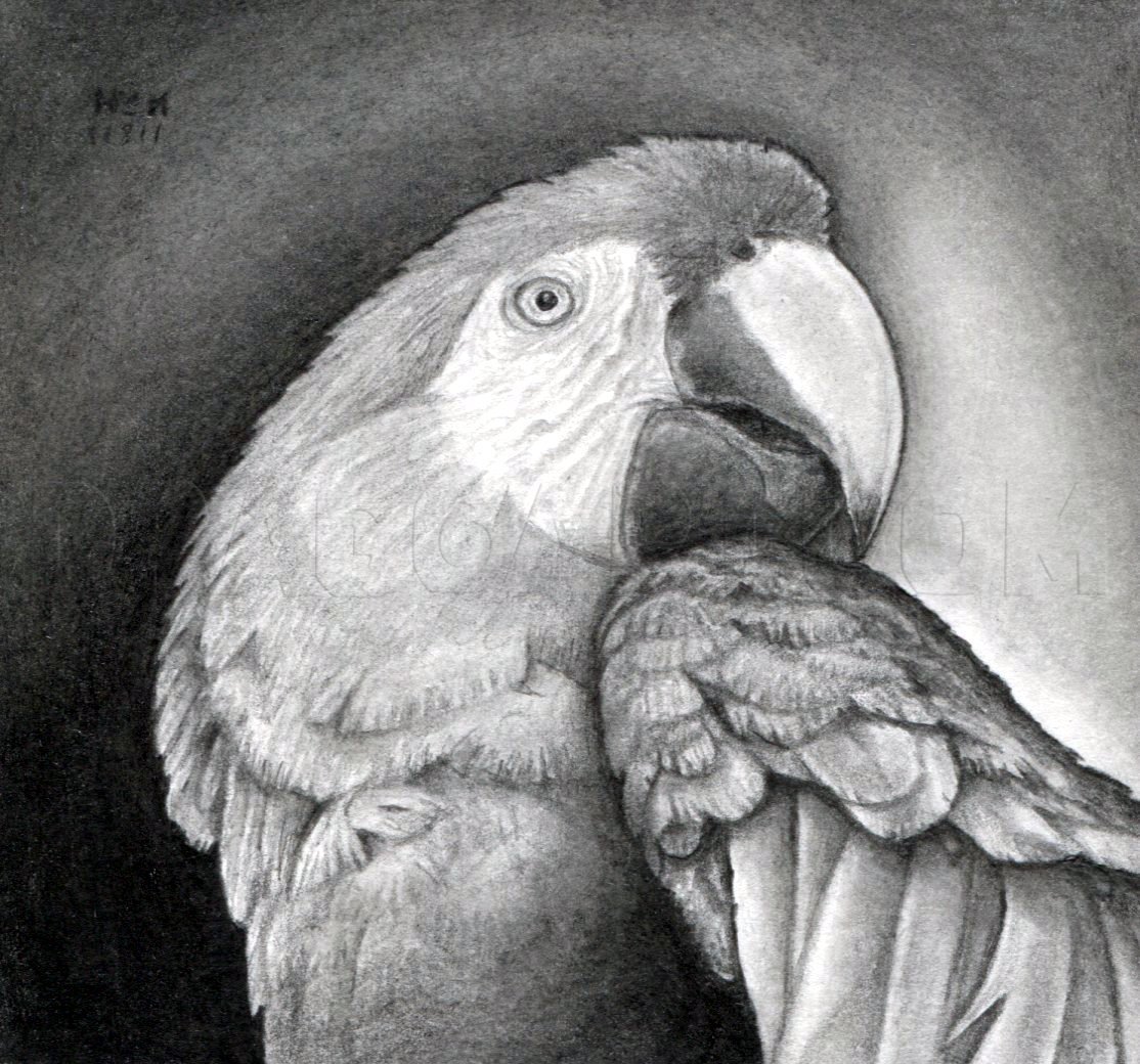 How To Draw A Realistic Parrot Scarlet Macaw Step By Step Drawing Guide By Finalprodigy 